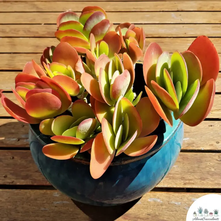 Kalanchoe Luciae - Grow, Care and Propagate - About Succulents