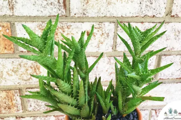 Haworthia Retusa - Grow, Care and Propagate - About Succulents