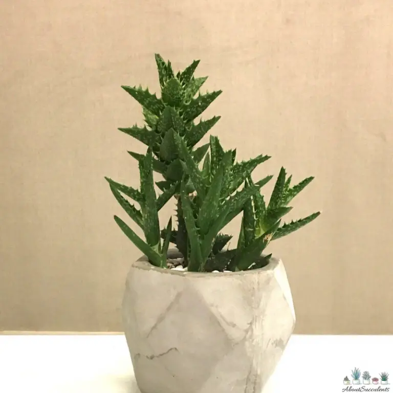 Aloe Juvenna - Tiger Tooth - Grow, Care and Propagate - About Succulents