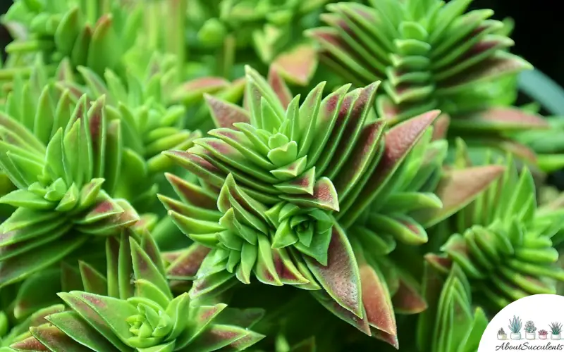 Crassula Capitella - Grow, Care and Propagate - About Succulents