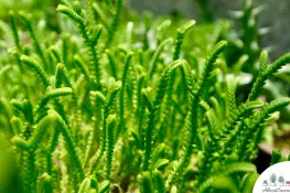 Crassula rupestris - Grow, Care and Propagate - About Succulents