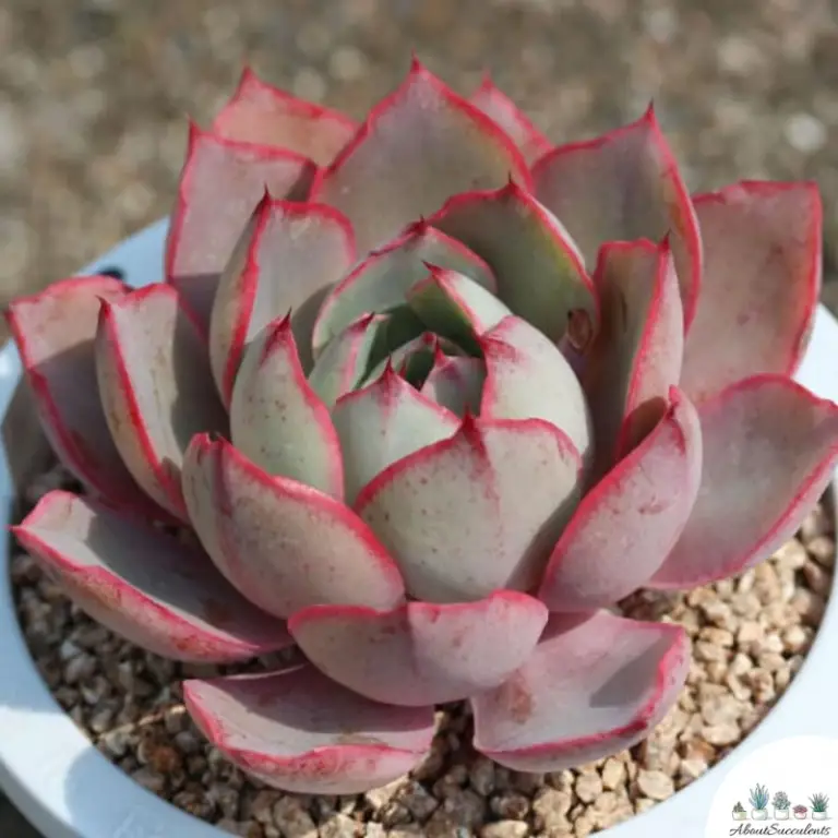Echeveria Afterglow - Grow, Care and Propagate - About Succulents
