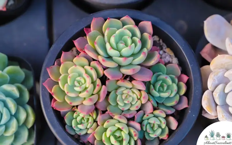 Echeveria Elegans - Grow, Care and Propagate - About Succulents