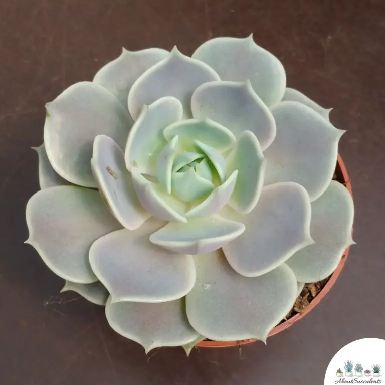 Echeveria Lola - Grow, Care and Propagate - About Succulents