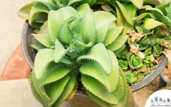 Kalanchoe Daigremontiana - Grow, Care and Propagate - About Succulents