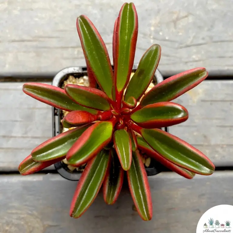 Peperomia Graveolens - Grow, Care and Propagate - About Succulents