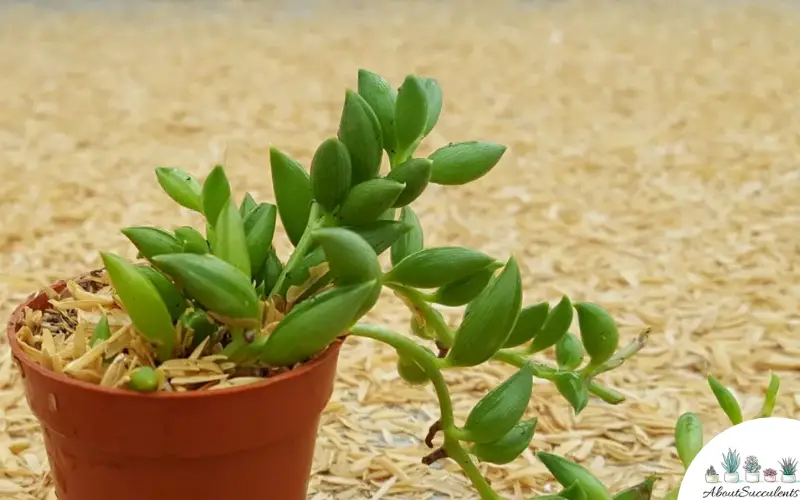 Senecio Radicans - String of Bananas - Grow, Care and Propagate - About ...