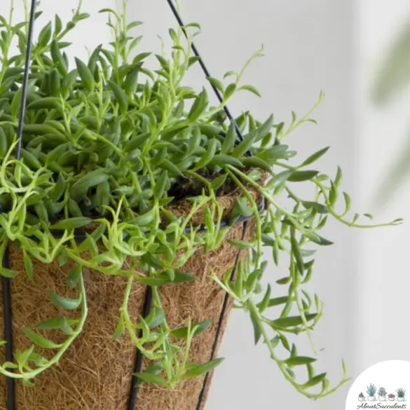 Senecio Radicans - String of Bananas - Grow, Care and Propagate - About ...