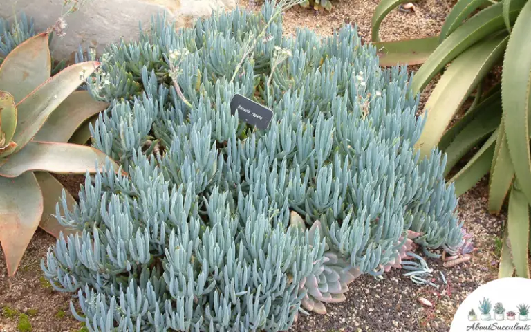 Senecio Serpens - Grow, Care and Propagate - About Succulents
