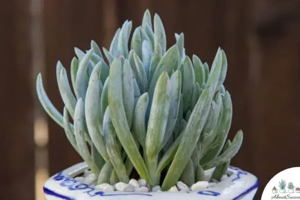 AboutSucculents.com - The go-to guide for everything you need to know ...