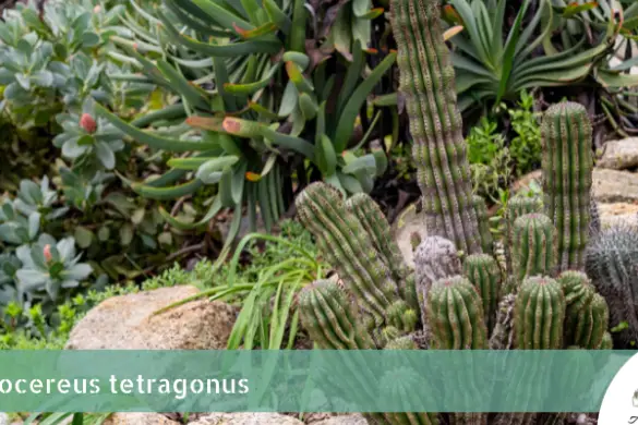 Euphorbia Tirucalli - Sticks on Fire - Grow, Care and Propagate - About ...