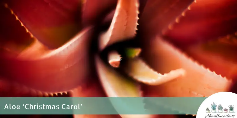 Aloe - Christmas Carol - Grow, Care and Propagate - About Succulents