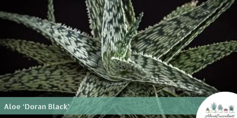 Aloe ‘Doran Black’ - Grow, Care and Propagate - About Succulents
