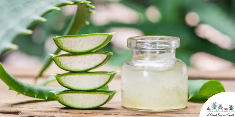 Aloe Vera - Grow, Care and Propagate - About Succulents