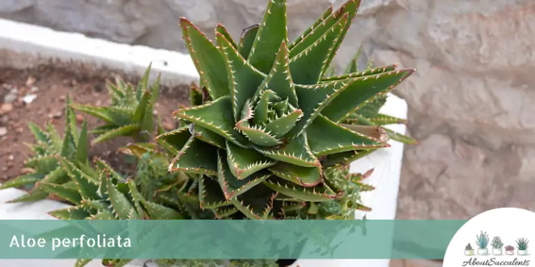 Aloe Perfoliata - Grow, Care and Propagate - About Succulents