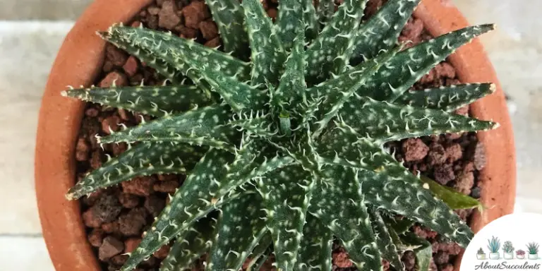 Aristaloe Aristata - Grow, Care and Propagate - About Succulents
