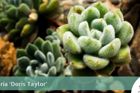 Gasteria - Little Warty - Grow, Care and Propagate - About Succulents