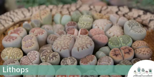 Lithops - Grow, Care and Propagate - About Succulents