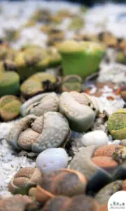 Lithops - Grow, Care and Propagate - About Succulents