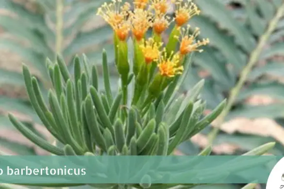 Senecio Vitalis - Grow, Care and Propagate - About Succulents