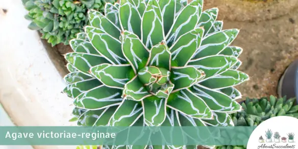 Agave victoriae-reginae - Grow, Care and Propagate - About Succulents