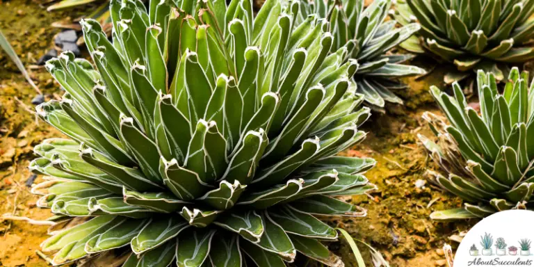Agave victoriae-reginae - Grow, Care and Propagate - About Succulents
