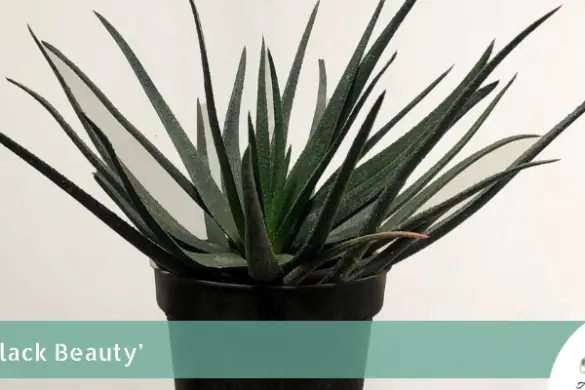 AboutSucculents.com - The go-to guide for everything you need to know ...