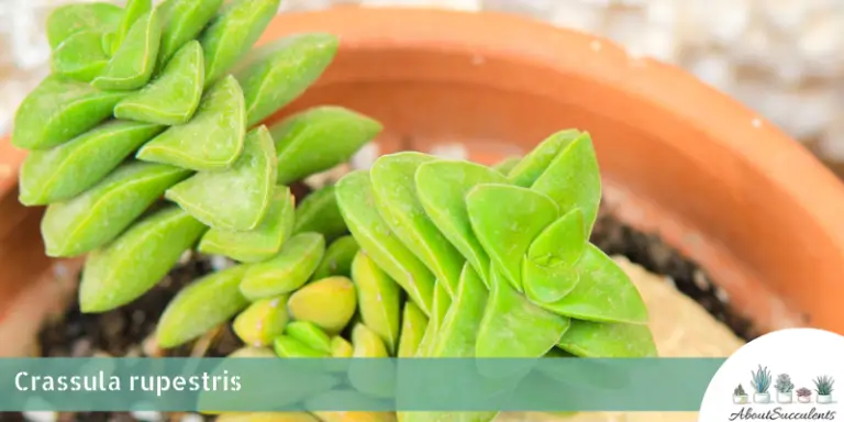 Crassula rupestris - Grow, Care and Propagate - About Succulents