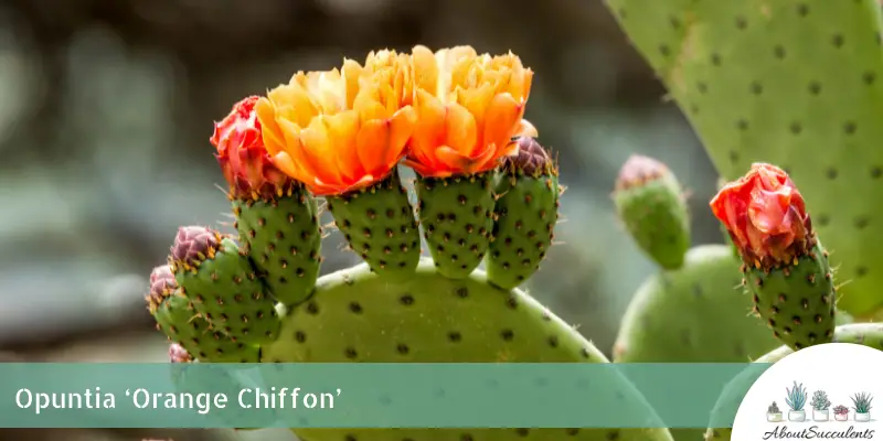 Opuntia “Orange Chiffon” - Grow, Care and Propagate - About Succulents