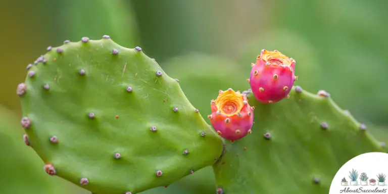 Opuntia “Pink Frost” - Grow, Care and Propagate - About Succulents